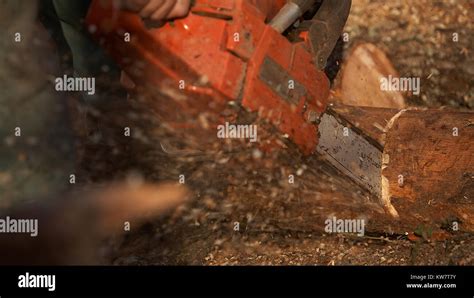 A Man Cutting Tree With Chainsaw Stock Photo Alamy
