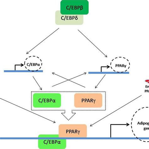 The Microrna Engine Pri Mirna Transcription And Pre Mirna Processing