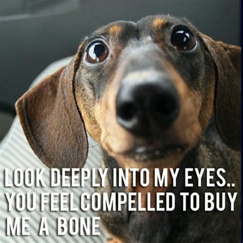 We Love Dachshunds Here Are Some Of The Funniest And Cutest Memes