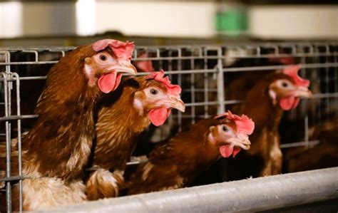 Аз жаргалыг үйлдвэрлэж буй “Түмэн шувуут” ХК хүнсий хувьсгалд нэгдлээ