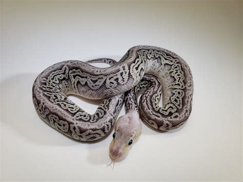 Super Pastel Red Axanthic 1m Ball Python By Badd Reptiles Morphmarket Super Pastel Red Axanthic 1m Ball Python By Badd Reptiles Morphmarket