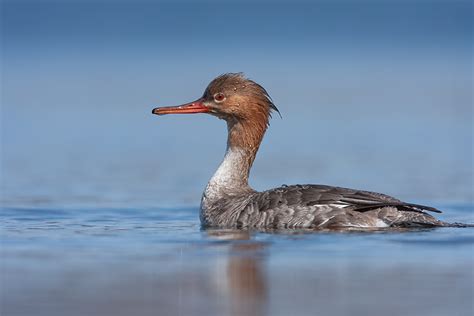 Mergansers Tundraclick Nature Photography
