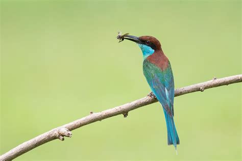 Blue Throated Bee Eater Birds Of Singapore