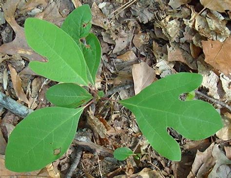 Sassafras A Beautiful Native Tree Used By Wildlife And Humans