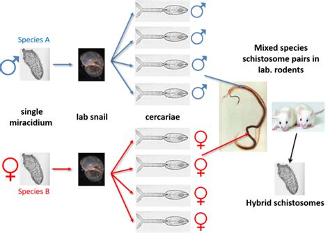 Bugbitten The Sex Lives Of Schistosomes Complexed Mixing Of Genomes