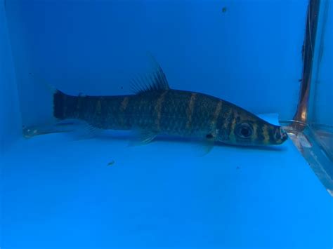 Red Banded Leporinus 3 For Sale Exotic Fish Shop 774 400 4598