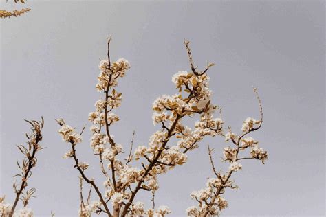 Spring Resurgence Why The Spring Season Inspires Change And New Beginnings The Smallest