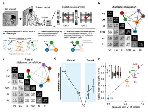 the functional organization of mouse visual cortex a top the spatial