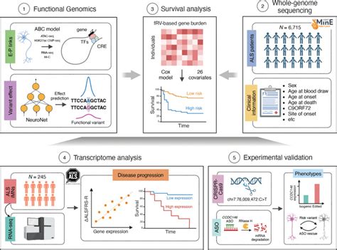 deep learning modeling of rare noncoding genetic variants in human