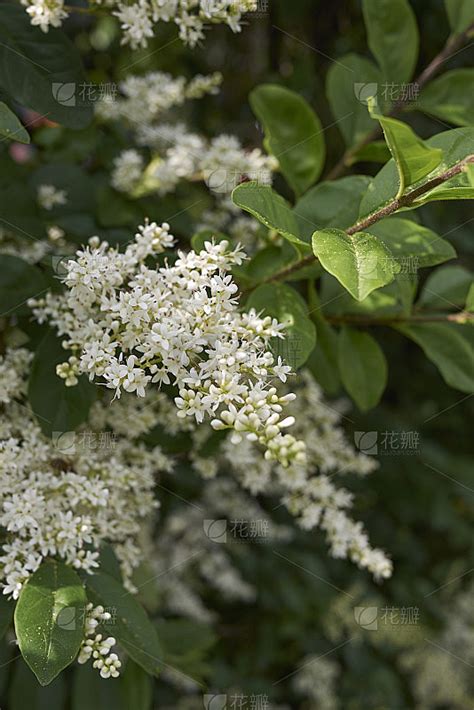 利古斯特鲁姆庸俗