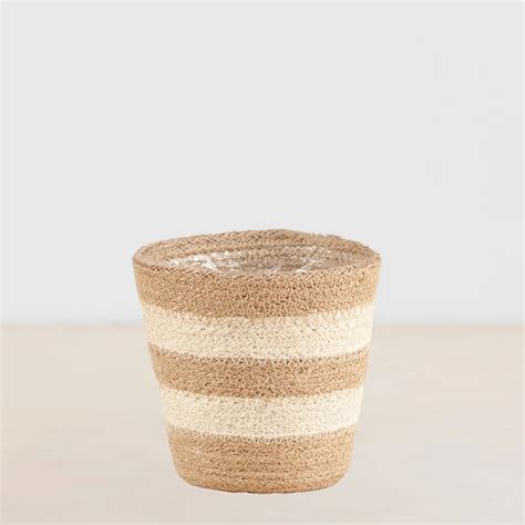 Roos Van Jericho Kopen Online Plantje Nl