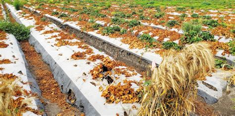 Strawberry Center Disease Diagnostic Service Strawberry Center Cal