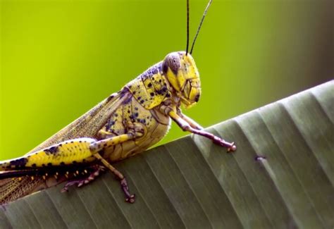 Razones Para Tener Suculentas En Casa Blog Xochitla