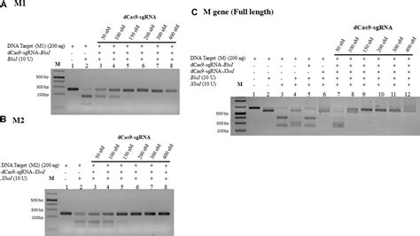 Dead Cas9 Sequence Cheap Stores Brunofugaadvbr