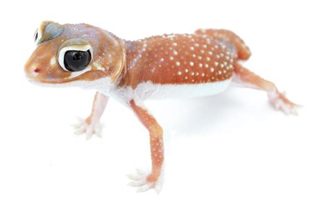 Morphs Variations Colourful Critters