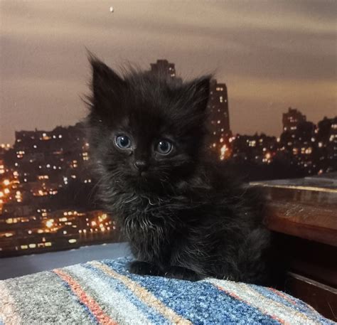 Спасенная малышка ищет добрые руки Красивая АНО помощи животным Потеряшки г Уфа