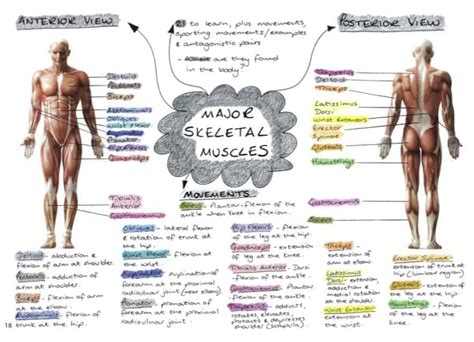 Gcse Pe Simplified Revision Book Gcsesimplified Affiliate Pe4learning
