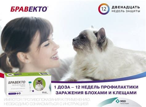 Бравекто для кошек: показания и инструкция по применению, отзывы, цена