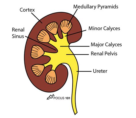 Tired Of Irradiating Your Patients With Ct Scans🙋♀️ Learn Renal Ultrasound Pocus 1⃣perform Tired Of Irradiating Your Patients With Ct Scans🙋♀️ Learn Renal Ultrasound Pocus 1⃣perform