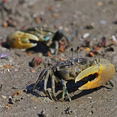 Fiddler Crab Display Mating Sandy Photo Background And Picture For Free Download Pngtree