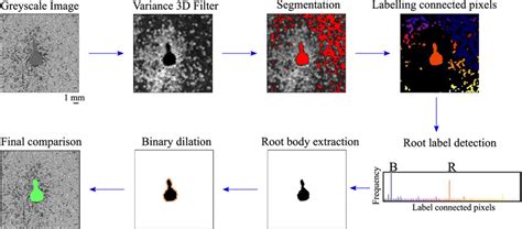 steps of the image processing for the segmentation of the root system