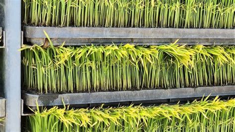 벼육묘 모내기 논농사 평화랜드농원 담을연 햅쌀 누룽지 Youtube