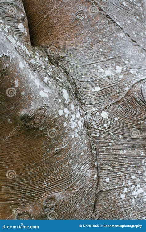 Smooth Reddish Gray Tree Bark Stock Image Image Of Moss Bark 57701065