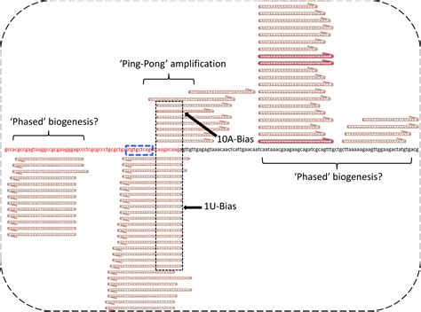 Silencing Rnas Expressed From W Linked Pxymasc Retrocopies” Target That Gene During Female Sex