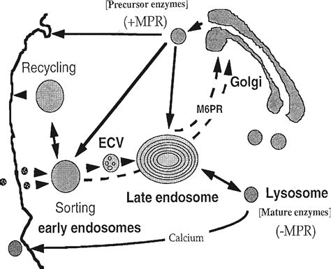 Figure 22 From Endolysosomal Proteolysis And Its Regulation