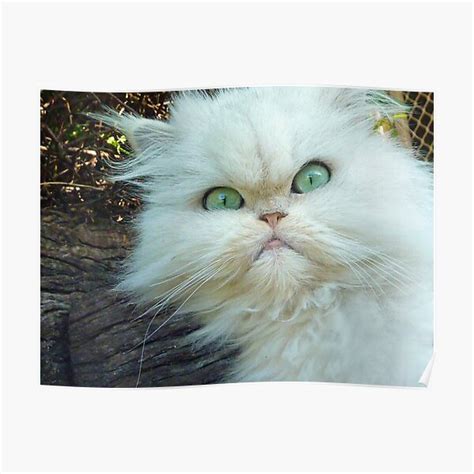 Princess Kendra ~ Just Naturals Poster By Tonikane Redbubble