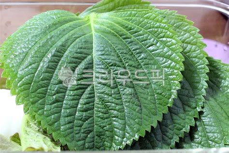 Leaf 잎 식물 깻잎 유리그릇 사진이미지일러스트캘리그라피 Lovely Photo작가