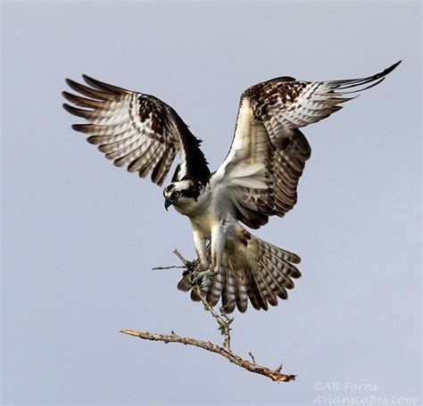 Pin By Floo Hazel On Poses Beautiful Birds Bird Photography Birds