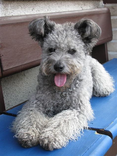 Pumi Dog Breed Information Puppies Breeders And Care Guide Just Us