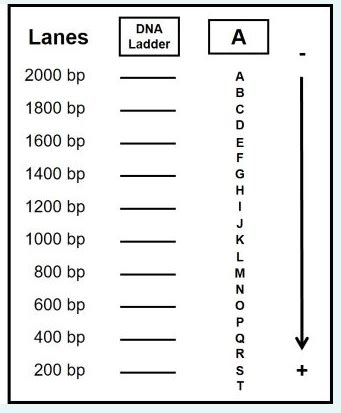 Solved The Following DNA Fragment Shows Where A Number Of Chegg