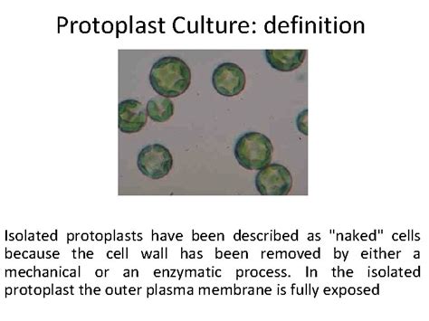 Culture Types Callus Culture Cellsuspension Culture Tissue Or