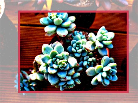 파프리카 효능 다양한 종류 균형있게 파악하기 네이버 블로그