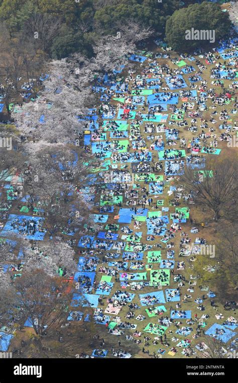 An Aerial Photo Shows People View Cherry Blossoms At The Yoyogi Park On