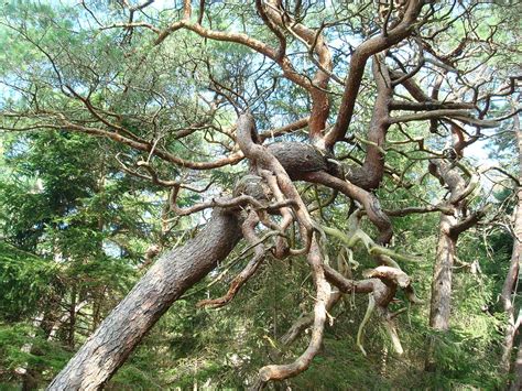 Troll Tree Forest - Free photo on Pixabay - Pixabay