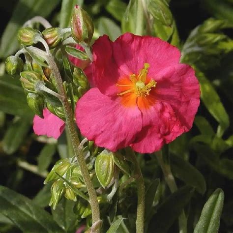 Helianthemum Fire Dragon Helianthème Pépinières Lepage Bretagne