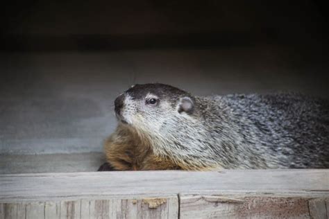 Buckeye Chuck Says Spring Is Coming Early On Ohios Groundhog Day 2024