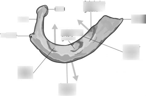 Diagram Of 1st Rib Quizlet