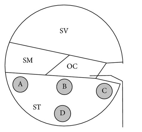 Of The 3d Computational Model A Details Of The Anatomical Features Download Scientific