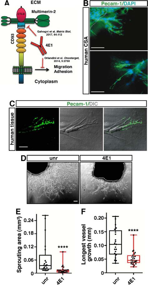 The Binding Of Cd93 To Multimerin 2 Promotes Choroidal Neovascularization Pmc