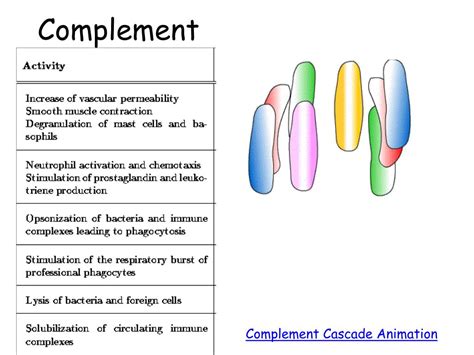 Ppt Immune System Powerpoint Presentation Free Download Id 1719101