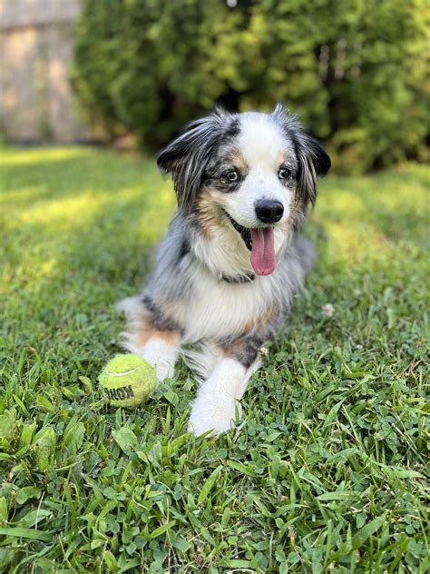 Had to put our sweet boy to rest today :( : r/miniaussie