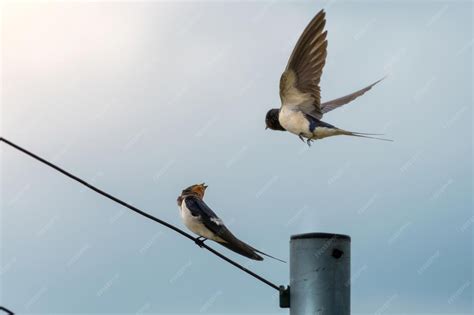 Barn Swallow Latin Hirundo Rustica Bird Flying And Sitting Premium Photo