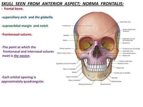 Temporal And Infratemporal Region I Pptx