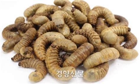 이제 누구나 곤충을 먹는다식용곤충 시장 폭풍성장 이제 누구나 곤충을 먹는다식용곤충 시장 폭풍성장