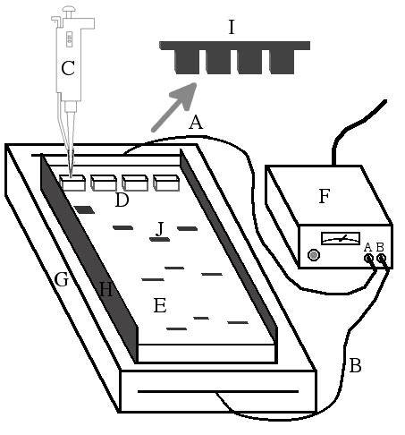 Gel Electrophoresis Diagram Flashcards Quizlet