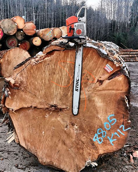 Big Sitka Spruce 661 With 36 Bar For Scale R Wood